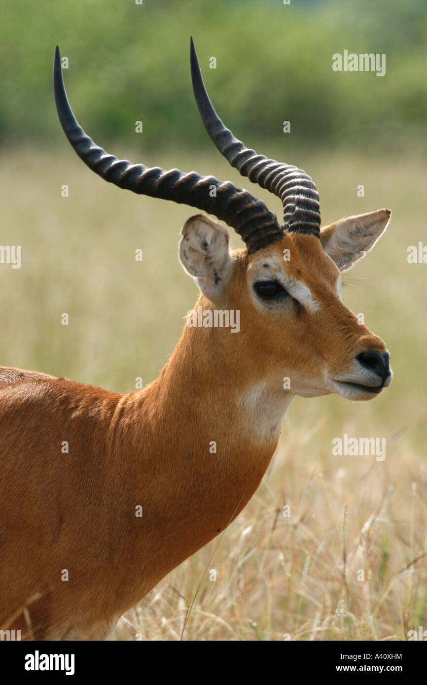 Portrait of a male Uganda Kob in Queen Elizabeth National Park, western ...
