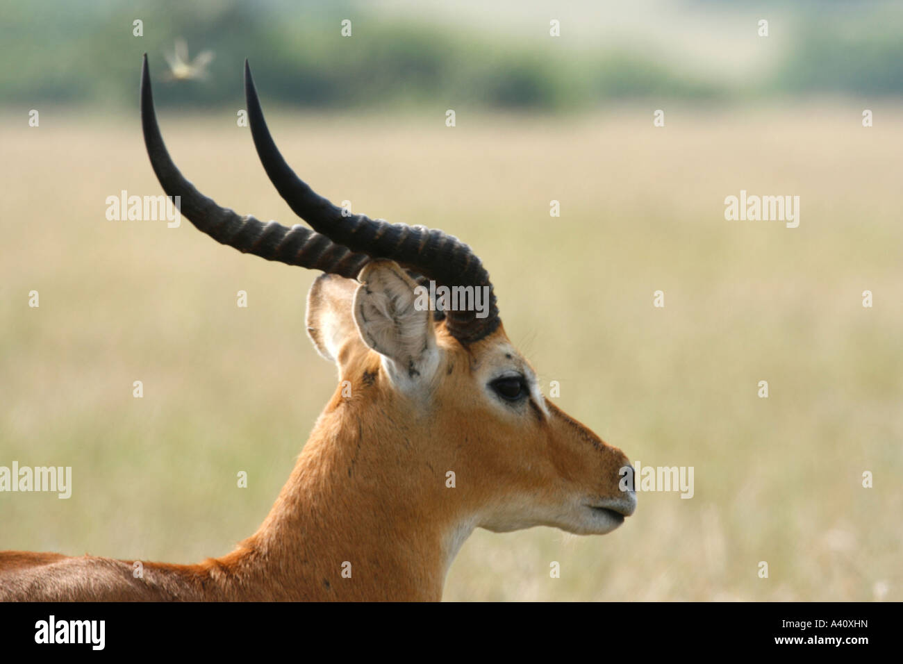 Portrait of a male Uganda Kob in Queen Elizabeth National Park, western ...