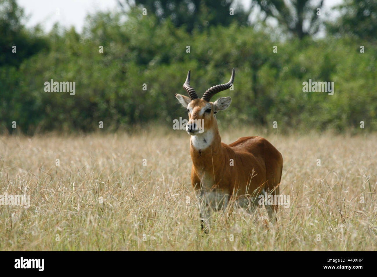 Male Uganda Kob in Queen Elizabeth National Park, western Uganda Stock ...