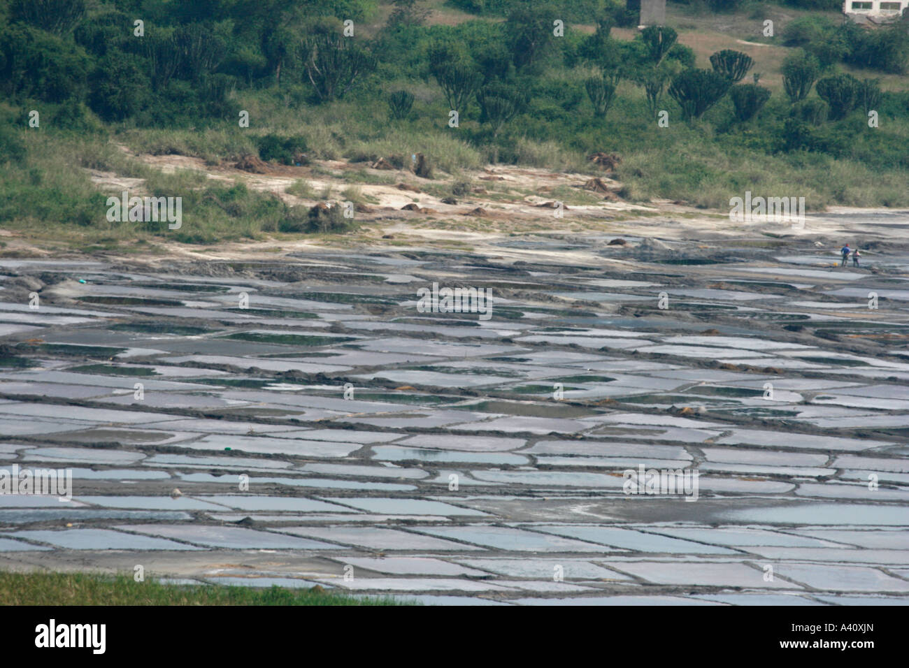 Salt extraction in a crater lake near Lake George, Western Uganda Stock ...