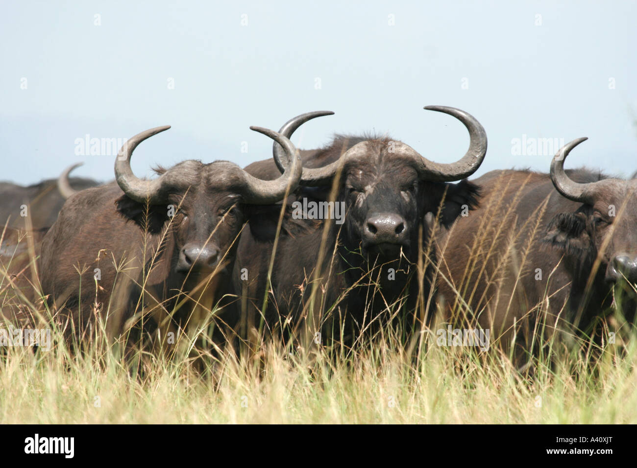 Bull cape buffalos hi-res stock photography and images - Alamy