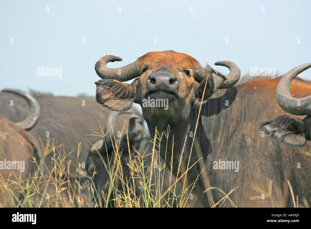 Cape bull buffalo Stock Photo - Alamy