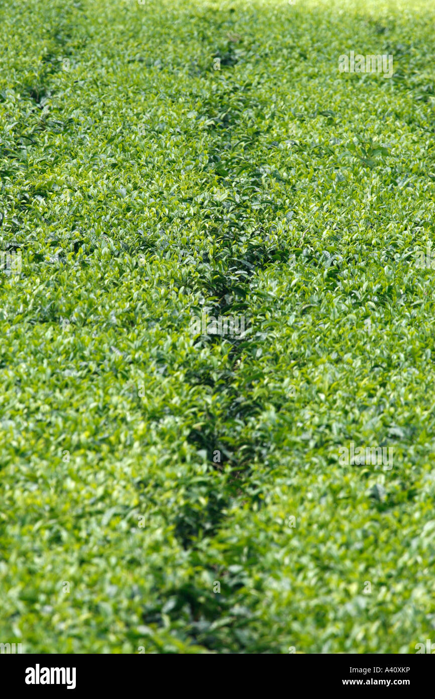 Rows of tea bushes in a tea plantation in western Uganda Stock Photo ...