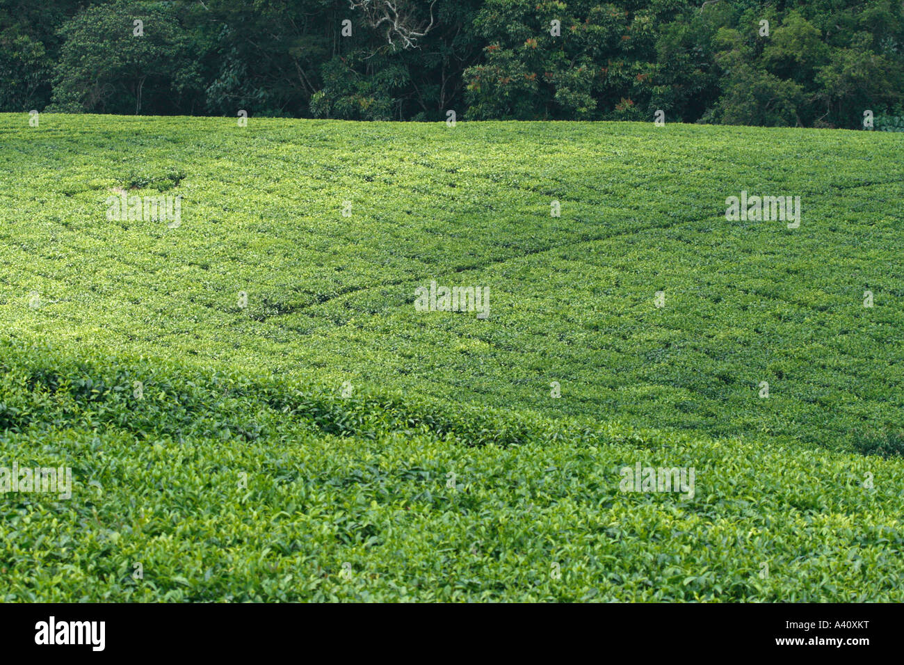Tea plantation in western Uganda Stock Photo - Alamy