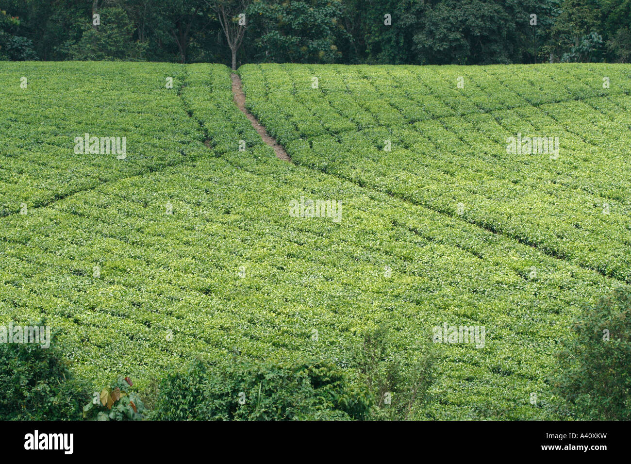 Tea plantation in western Uganda Stock Photo - Alamy