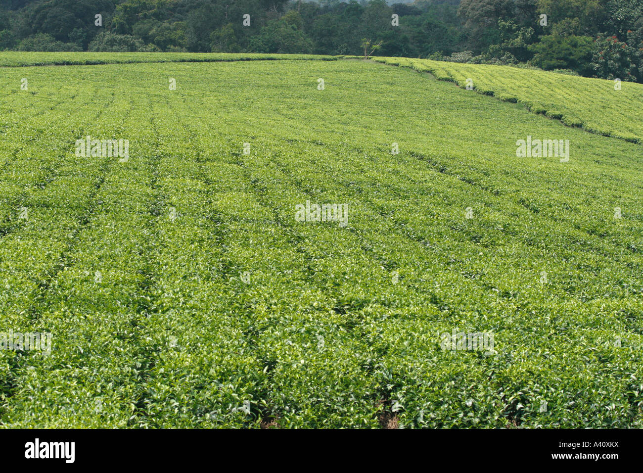 Tea plantation in western Uganda Stock Photo - Alamy