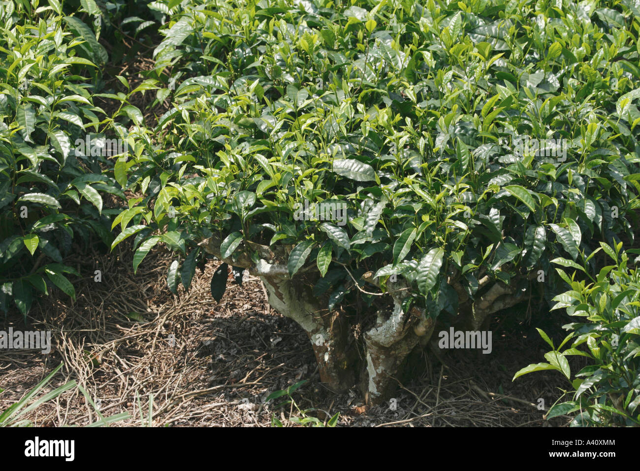 Tea bush in a tea plantation in western Uganda Stock Photo - Alamy