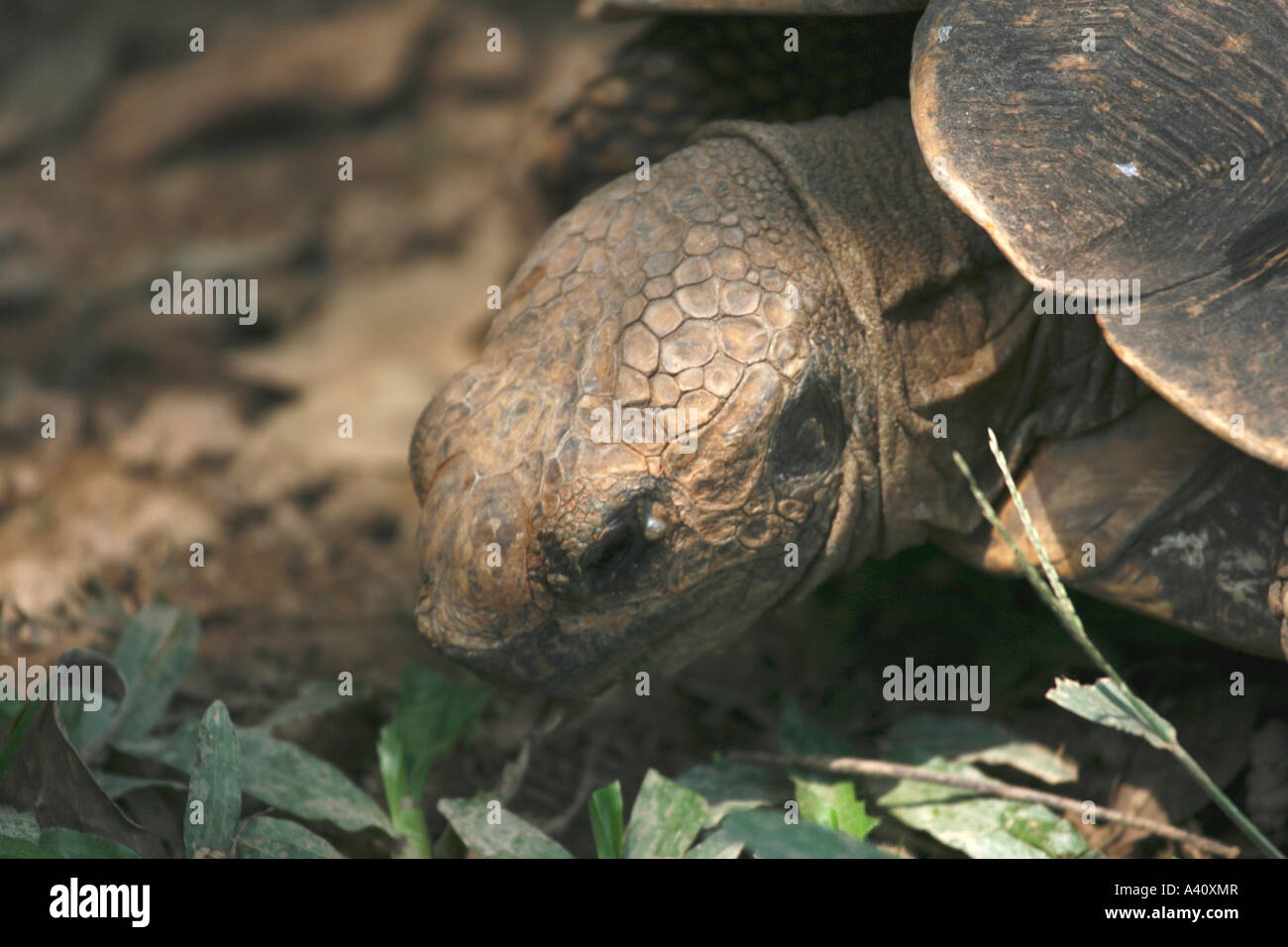Tortoise legs hi-res stock photography and images - Alamy