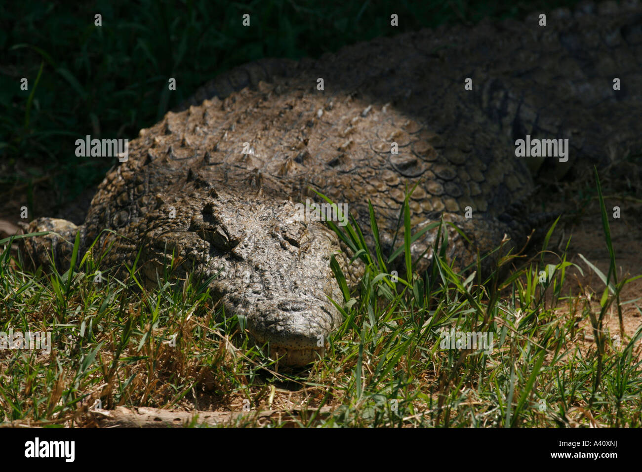 frontal view of a nile crocodile Stock Photo - Alamy
