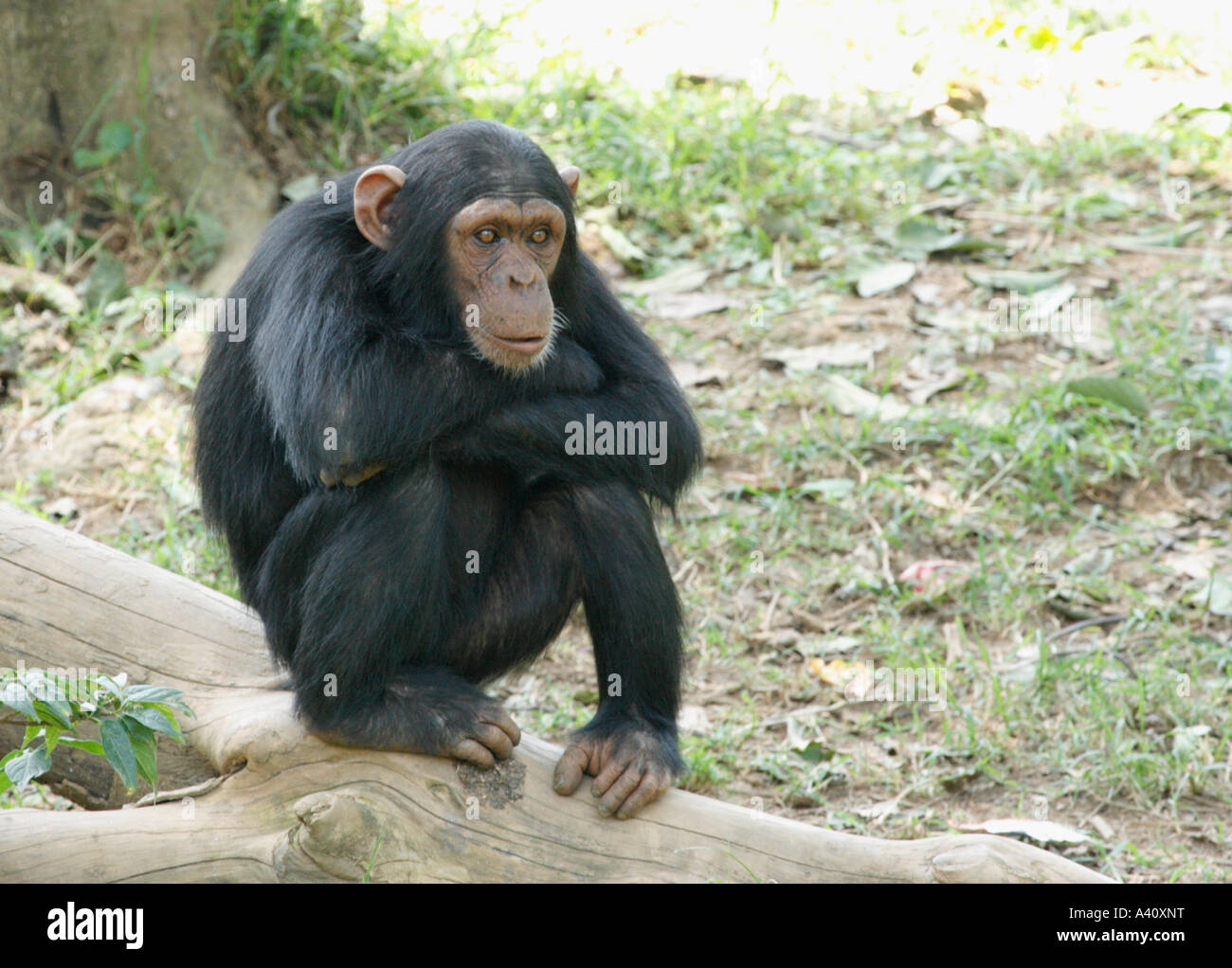 Chimpanzee looking pensive Stock Photo - Alamy