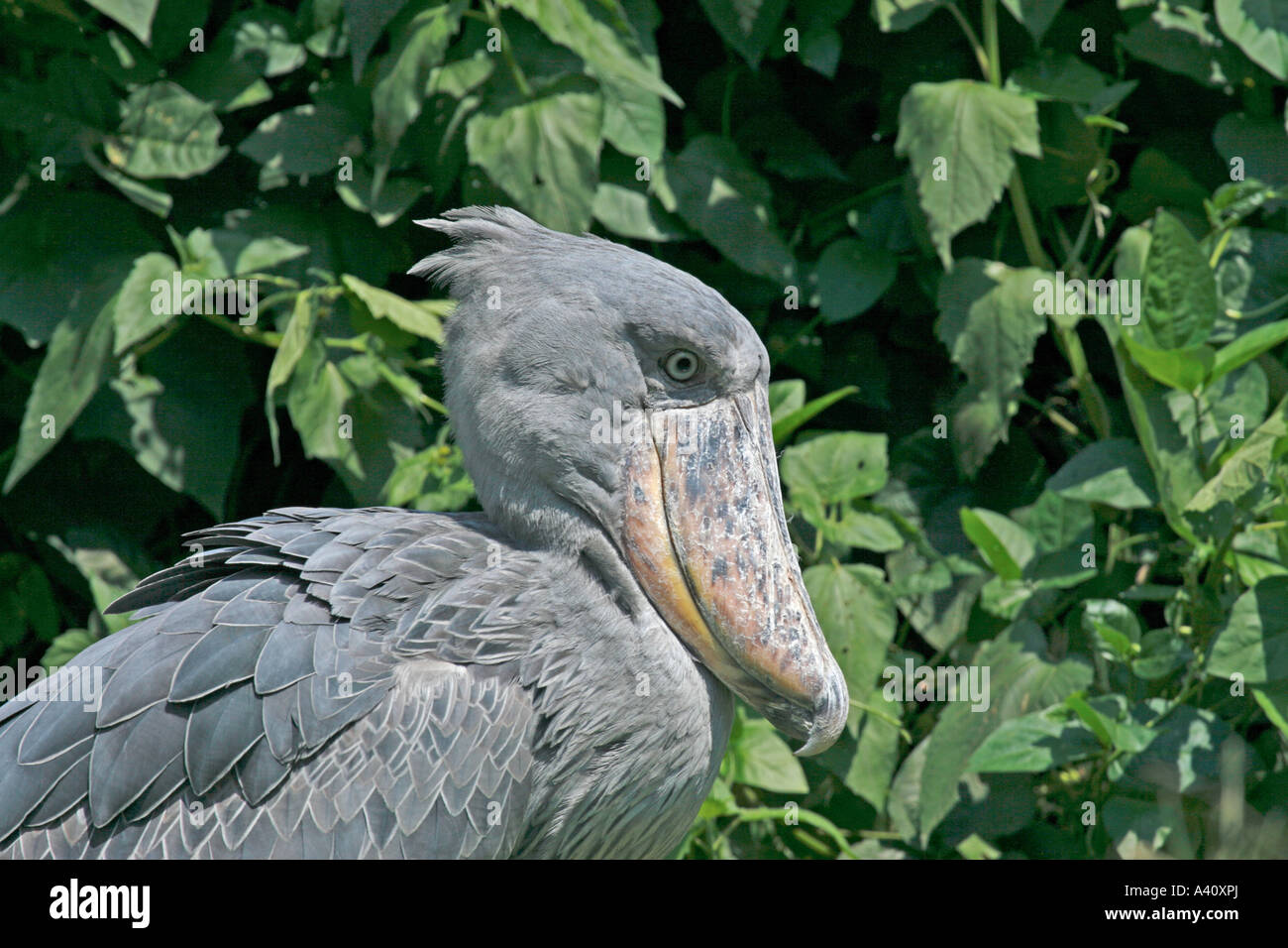 Shoe bill bird hi-res stock photography and images - Alamy