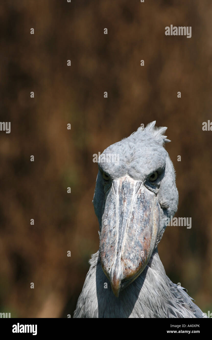 Head of shoebill stork Stock Photo - Alamy