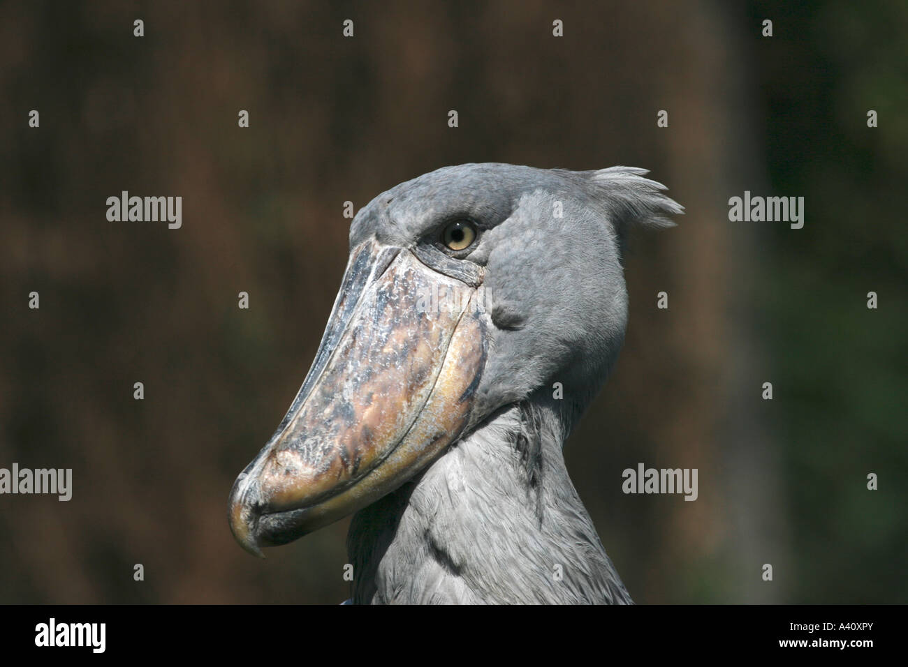 Head of shoebill stork Stock Photo - Alamy