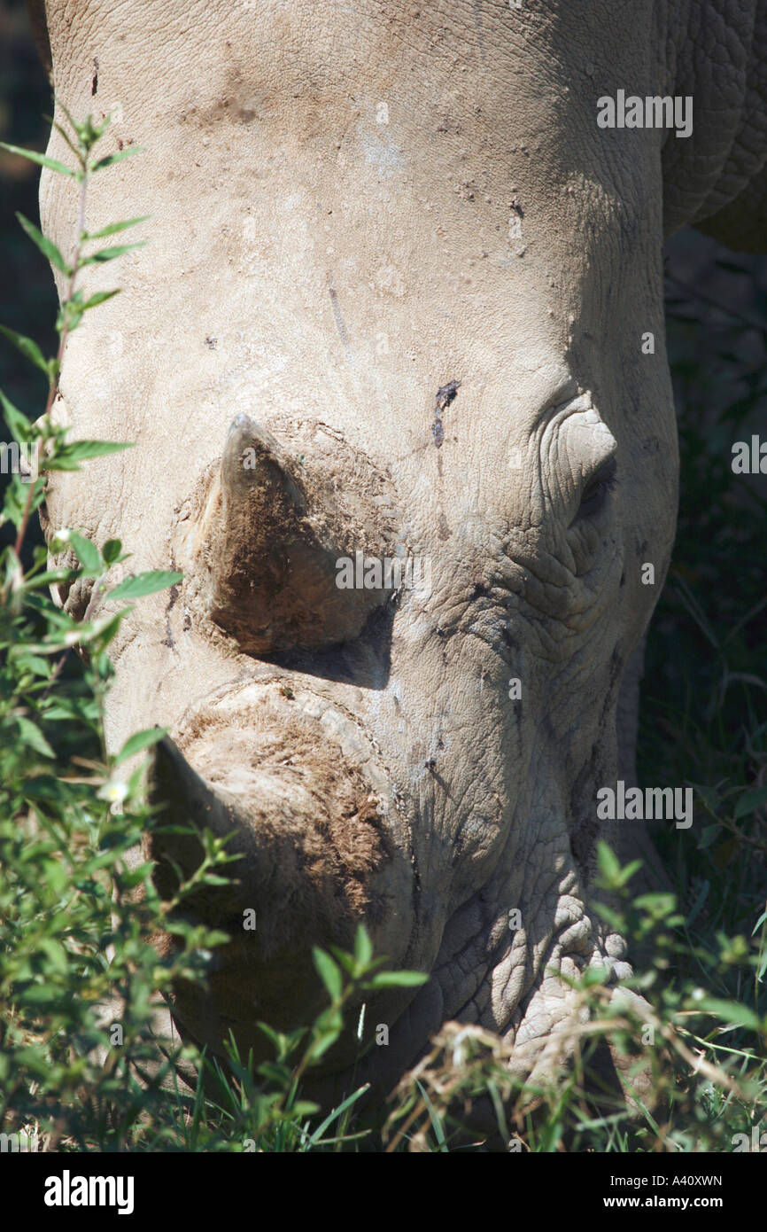 Rhino climbing hi-res stock photography and images - Alamy