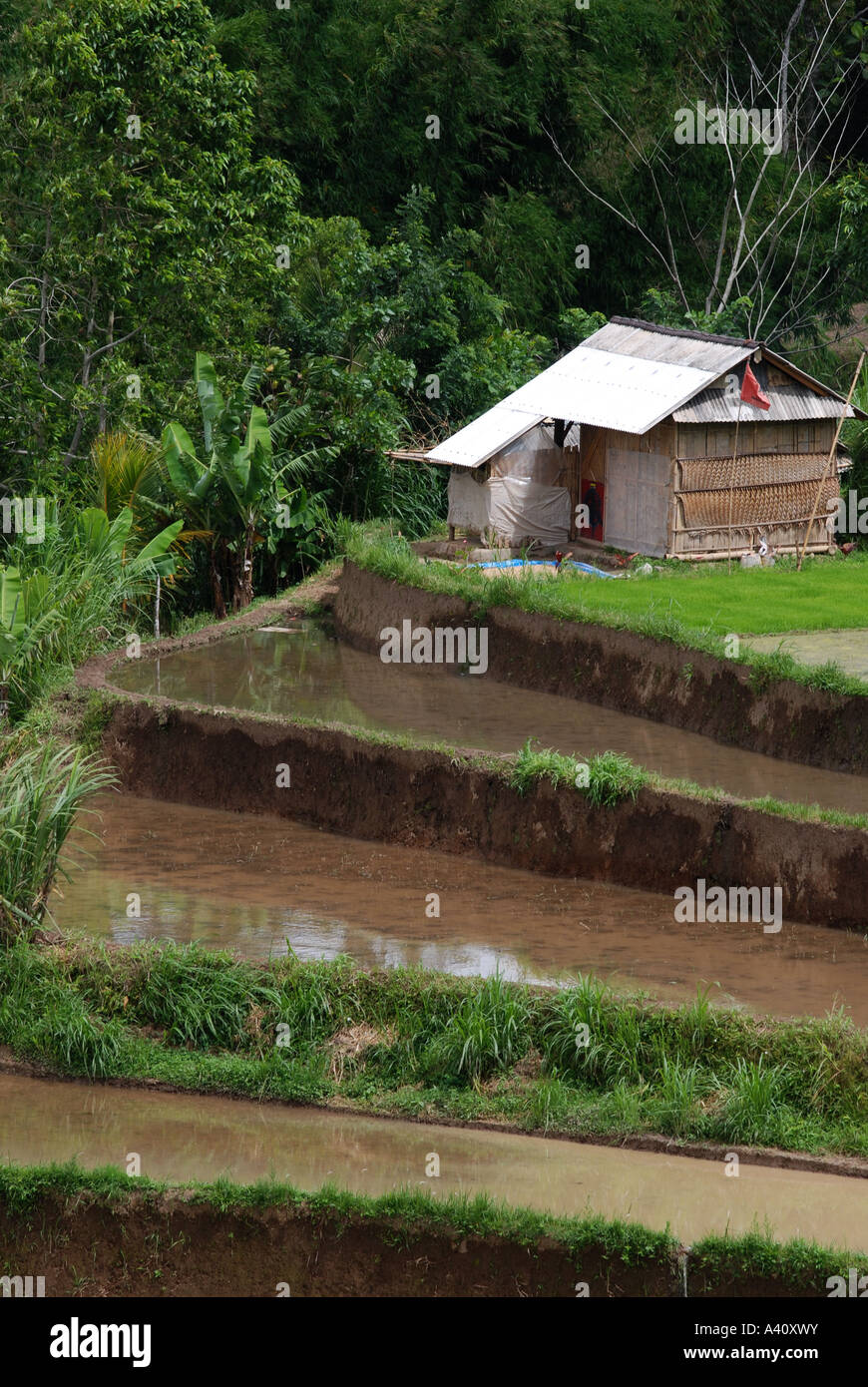 hut to rest in at bacung rice paddy fields Bali Indonesia Stock Photo ...