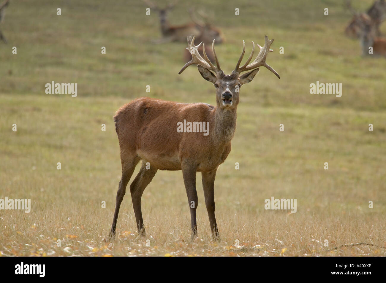 Profile of stag hi-res stock photography and images - Alamy