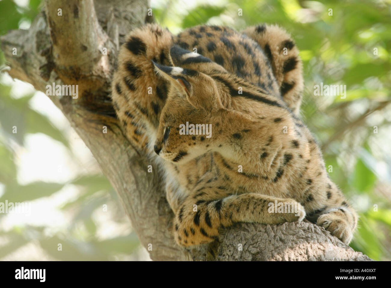 Serval cat resting in a tree Stock Photo - Alamy