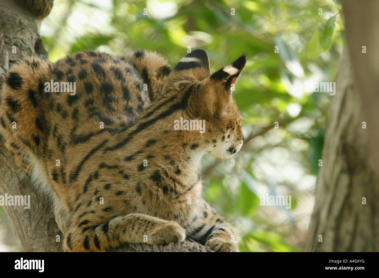 Serval cat resting in a tree Stock Photo - Alamy