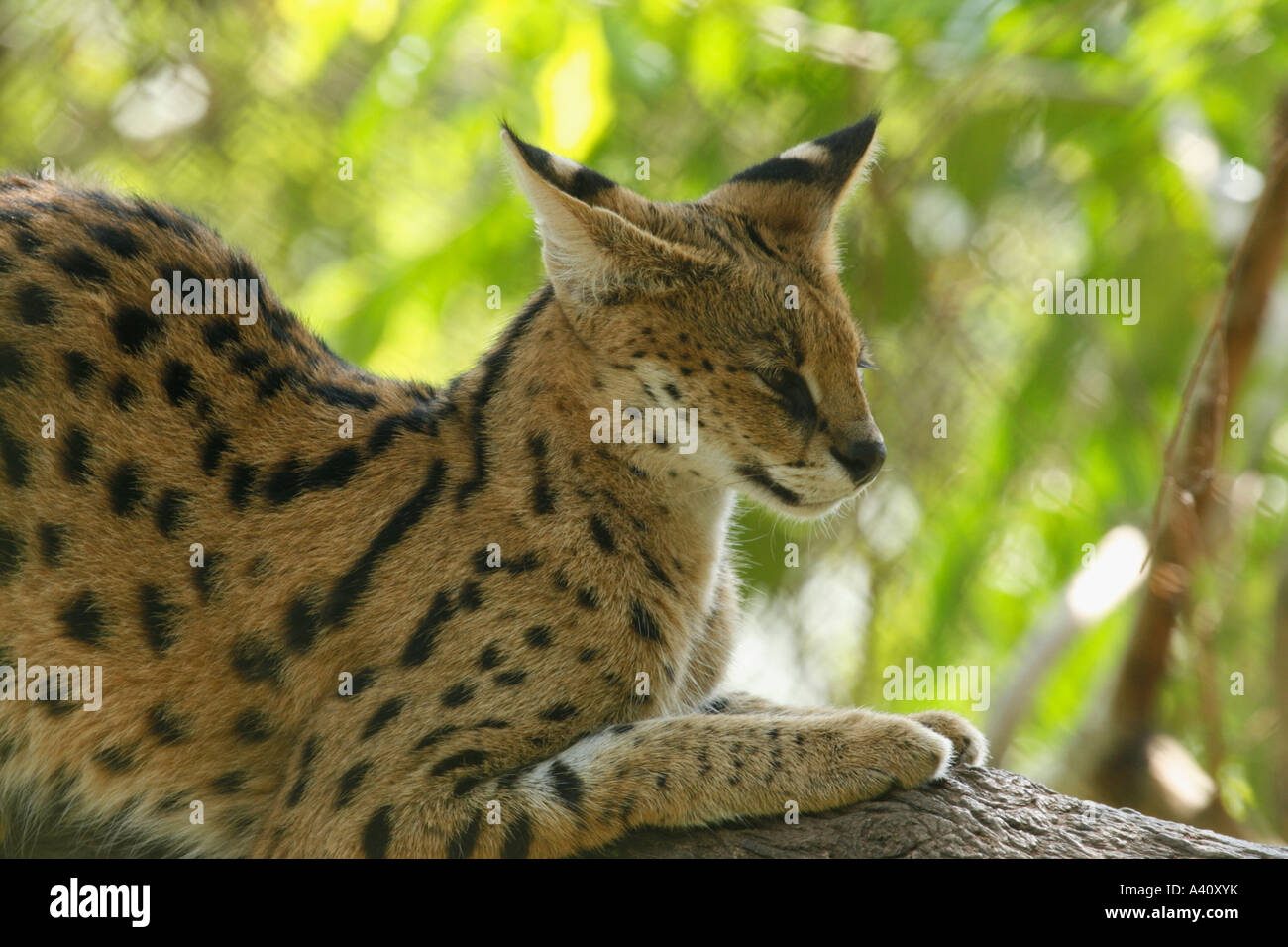 Serval cat resting in a tree Stock Photo - Alamy