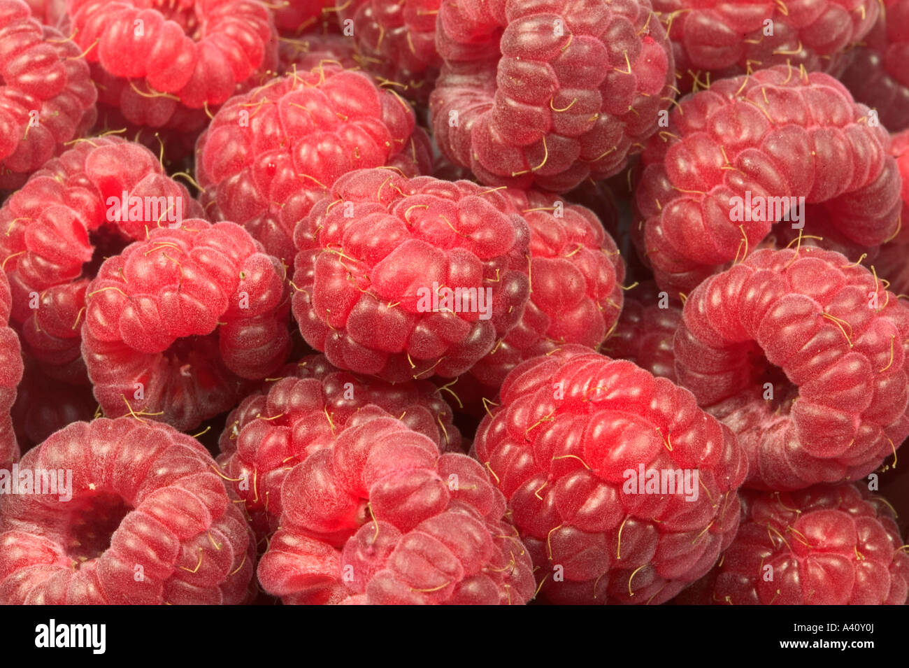 Raspberries macro filling the frame suitable for backgrounds Stock ...