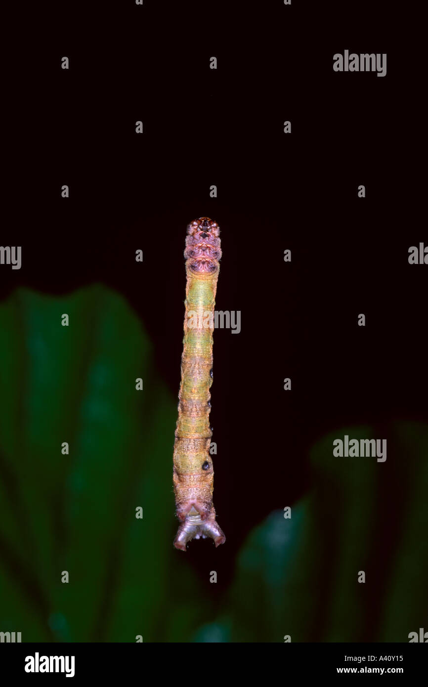 Geometer Moth, Family Geometridae. Close-up of larva descending from ...