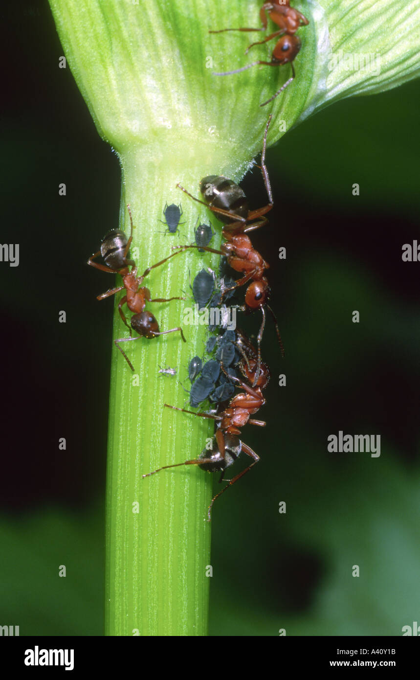 Formica rufibarbis three workers hi-res stock photography and images ...