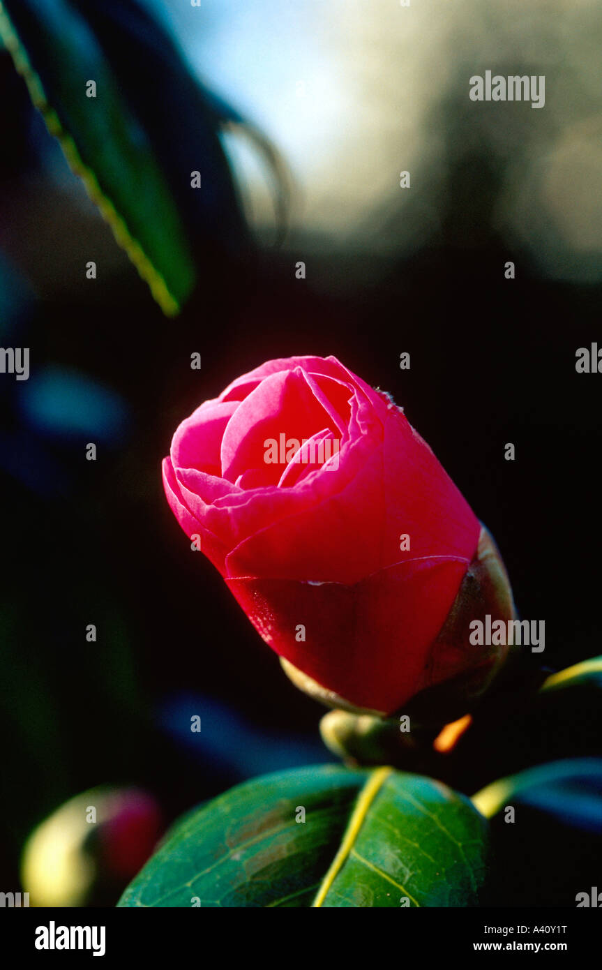 Bursting spring hi-res stock photography and images - Alamy