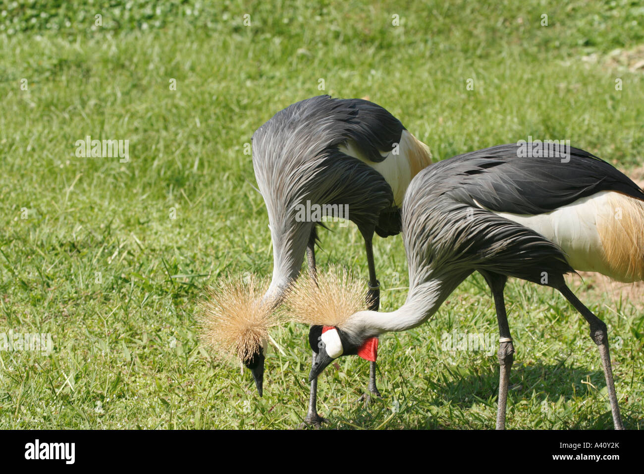 Pair of crested cranes Stock Photo - Alamy