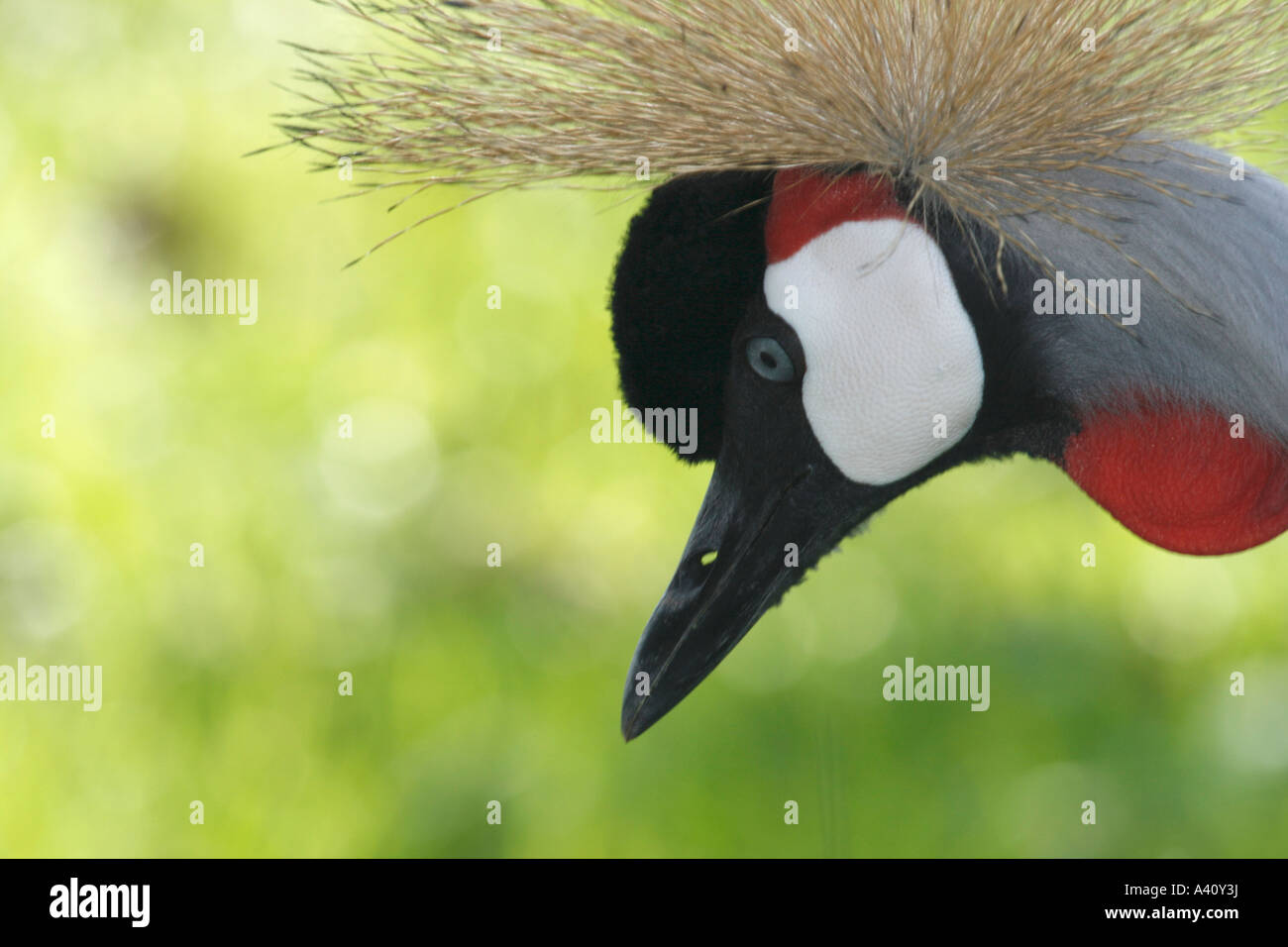 Crested head bird hi-res stock photography and images - Alamy