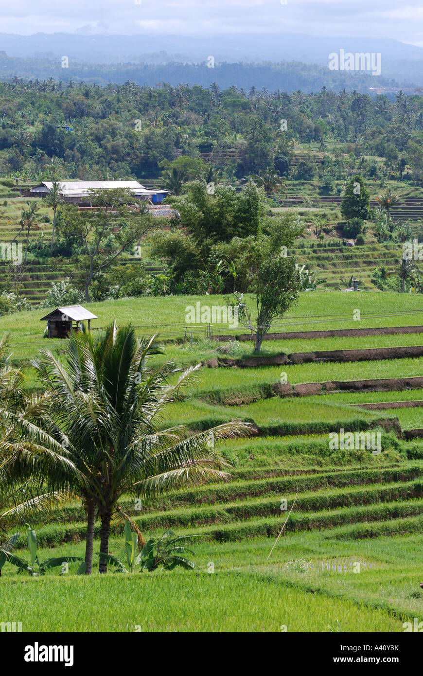 Jutiluwih rice paddy fields Bali Indonesia Stock Photo - Alamy