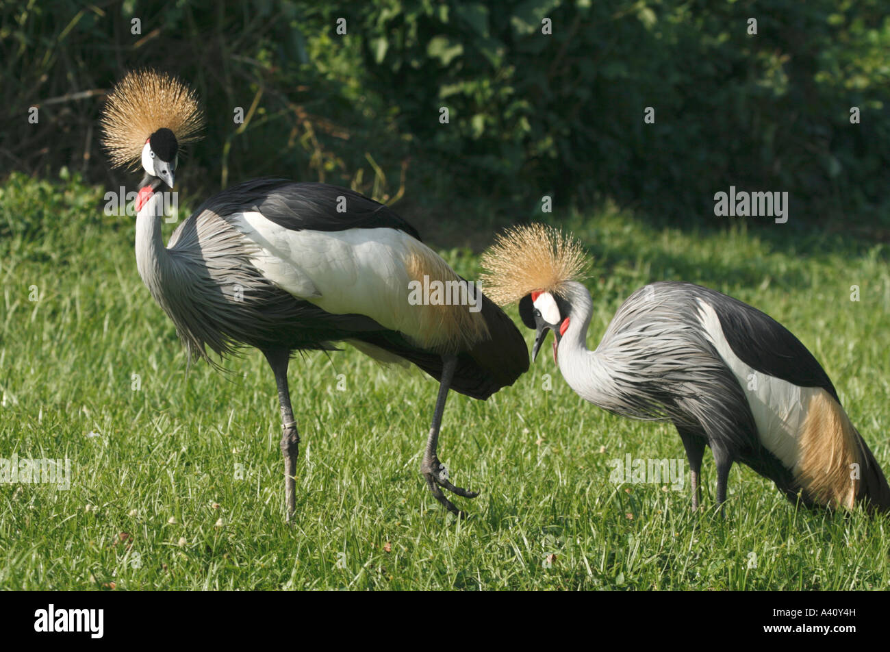 Golden crowned cranes hi-res stock photography and images - Alamy