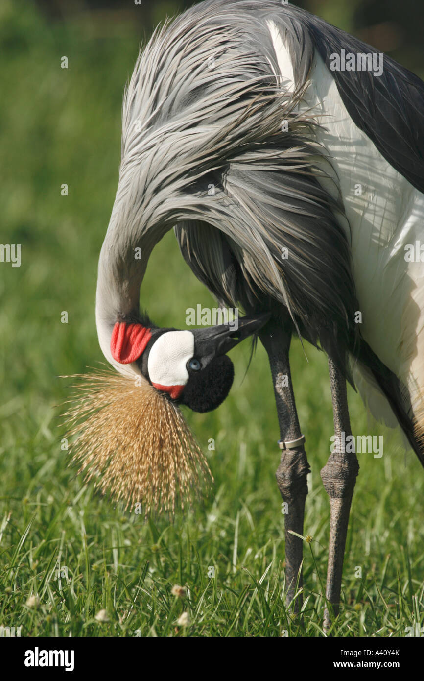 Yellow crested crane hi-res stock photography and images - Alamy