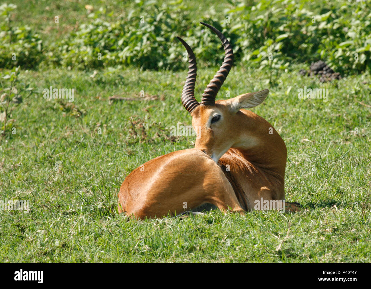 East african kob hi-res stock photography and images - Alamy