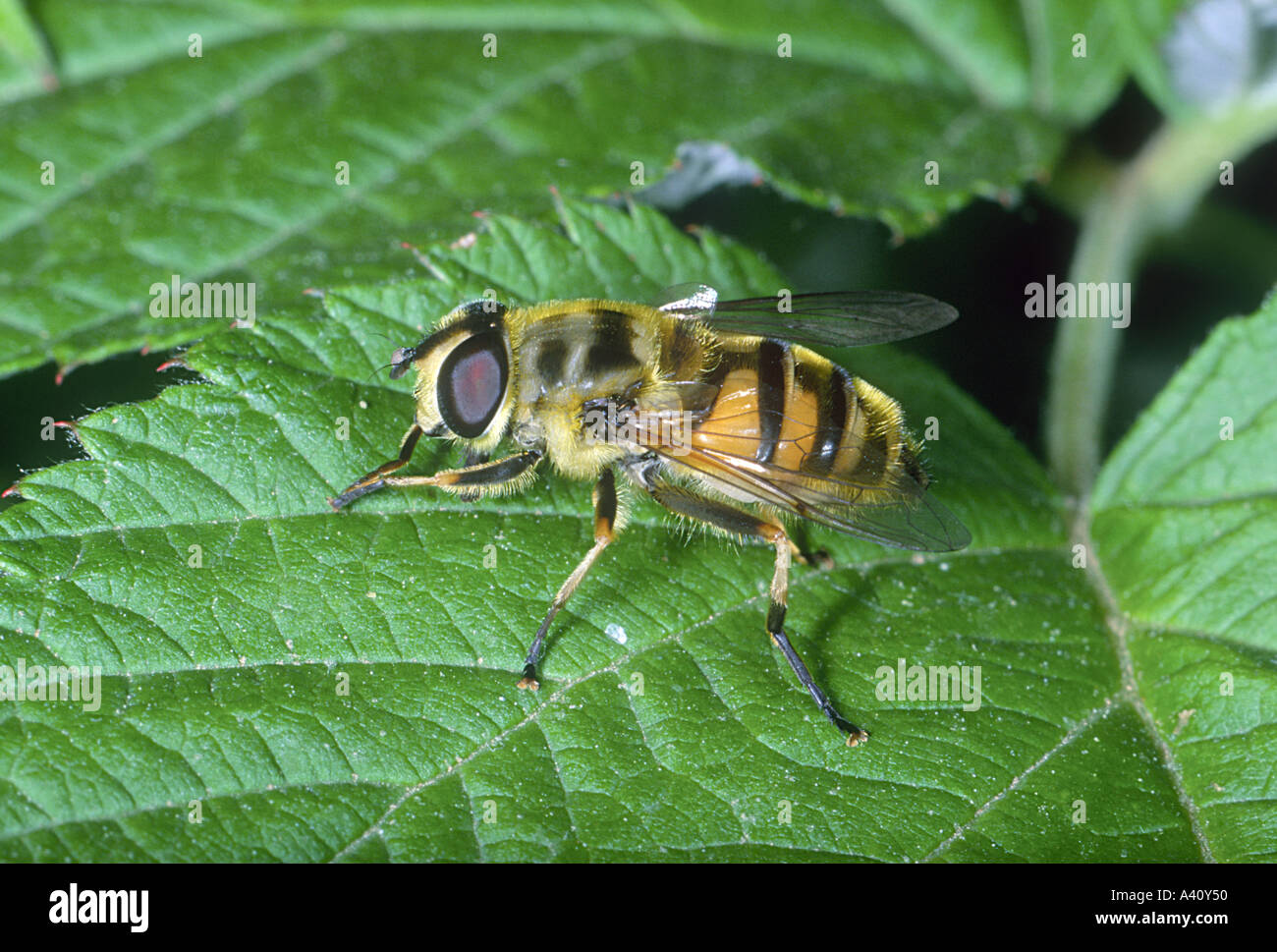 Family syrphidae on leaf hi-res stock photography and images - Alamy