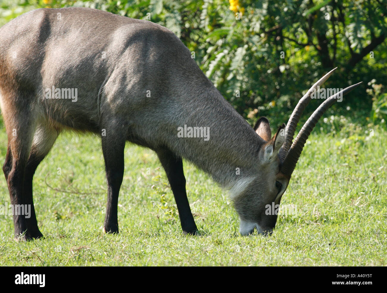 Male waterbuck grazing Stock Photo - Alamy