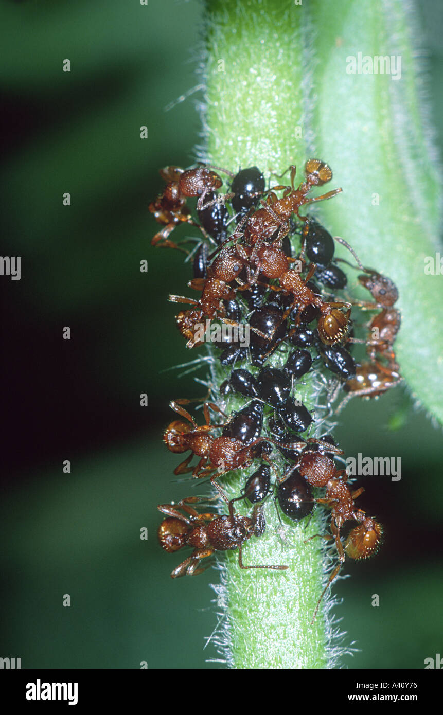 European fire ants hi-res stock photography and images - Alamy