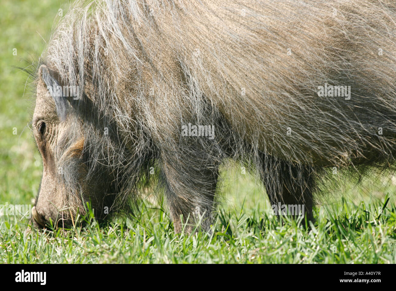 Portrait of a giant forest hog Stock Photo - Alamy