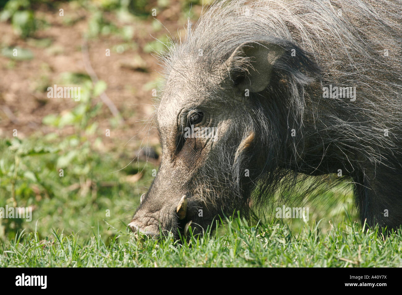 Portrait of a giant forest hog Stock Photo - Alamy