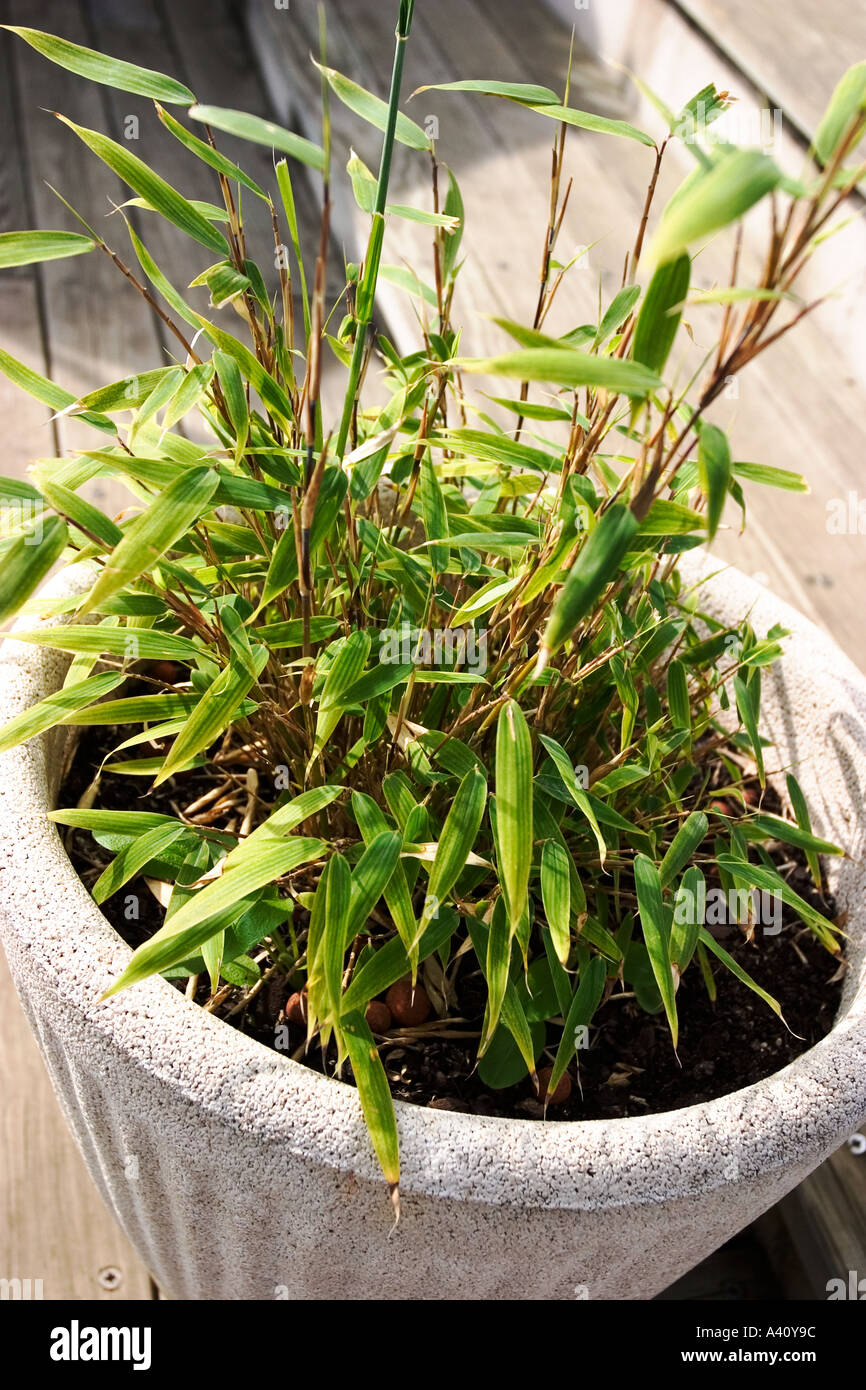 cultivate flowers in a garden pot Stock Photo - Alamy