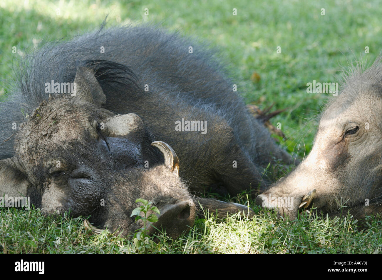 Giant Wild Boar High Resolution Stock Photography and Images - Alamy