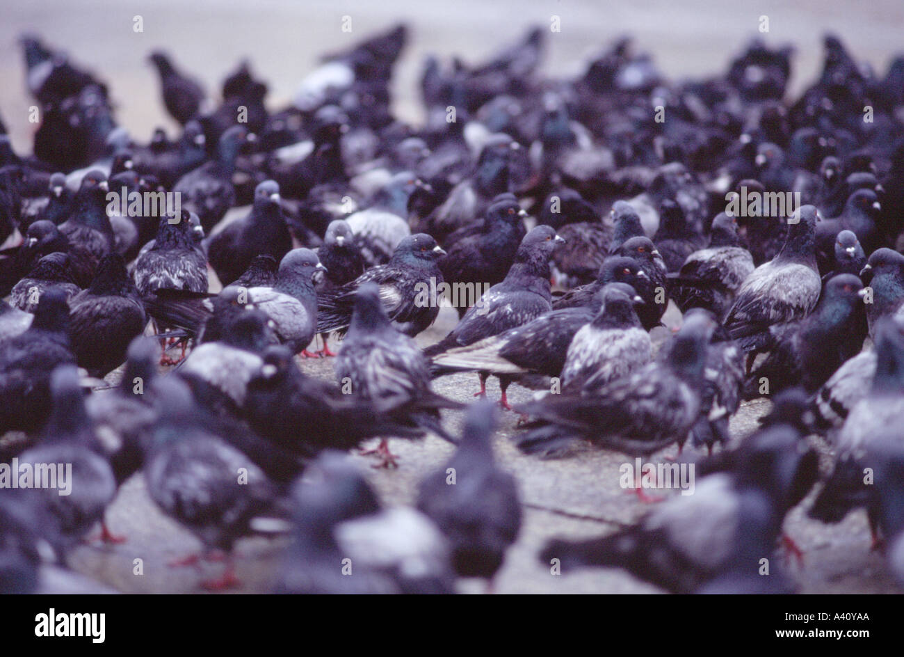 Pigeons on market square krakow hi-res stock photography and images - Alamy