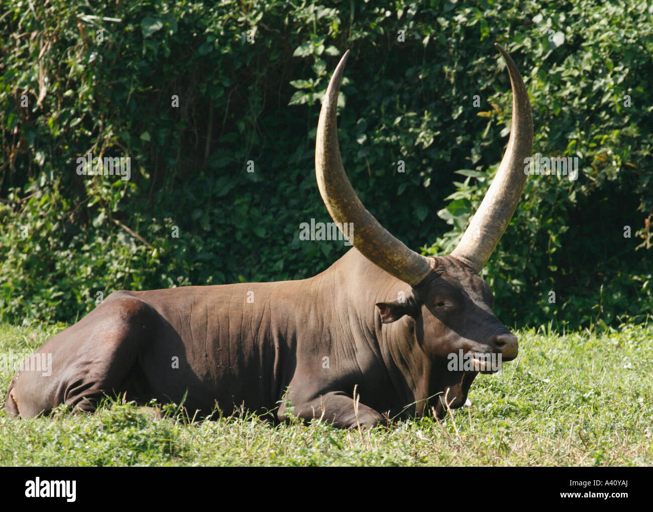 Bahima hi-res stock photography and images - Alamy