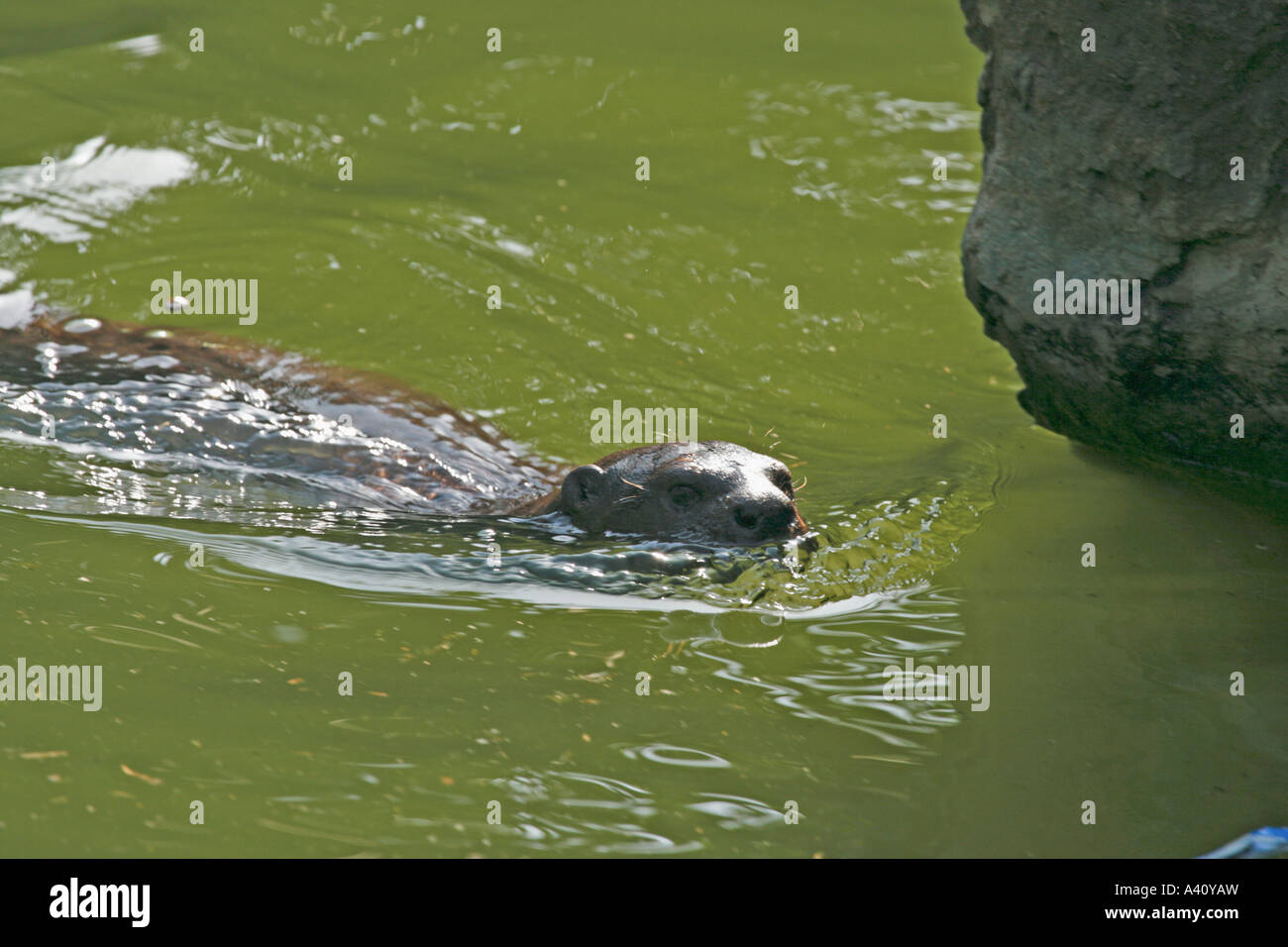 Spotted Necked Otter resting Stock Photo - Alamy