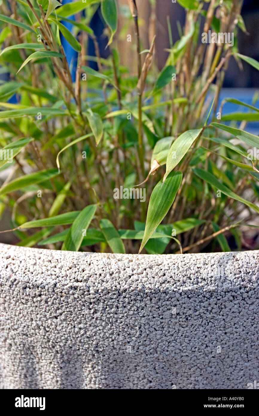 cultivate flowers in a garden pot Stock Photo - Alamy
