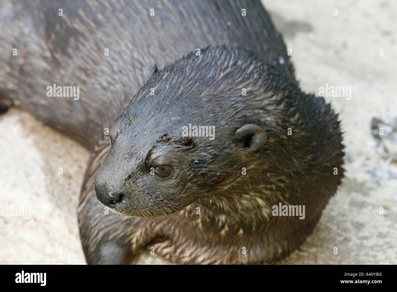 Spotted Necked Otter resting Stock Photo - Alamy