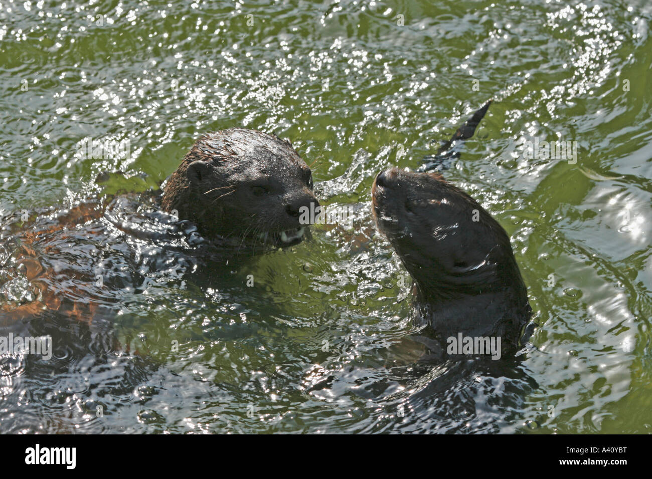 Spotted necked otter hi-res stock photography and images - Alamy