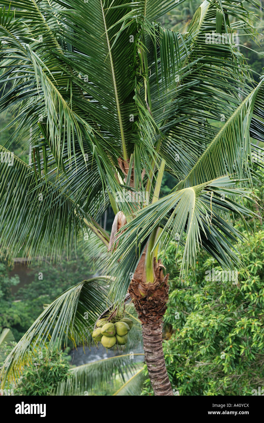 overlooking Coconut tree bali indonesia Stock Photo - Alamy