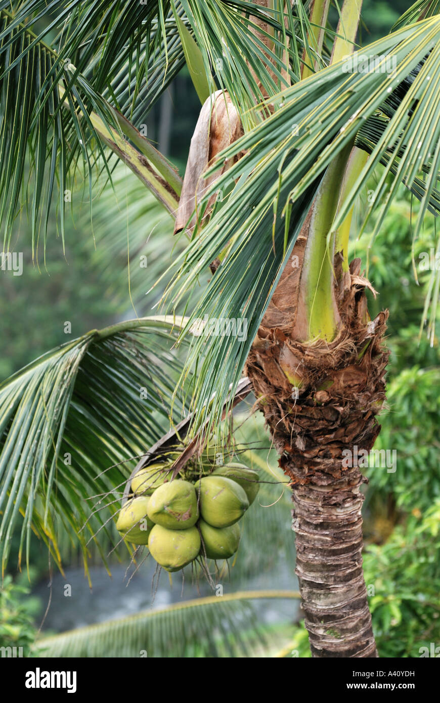 Overlooking coconut tree bali hi-res stock photography and images - Alamy