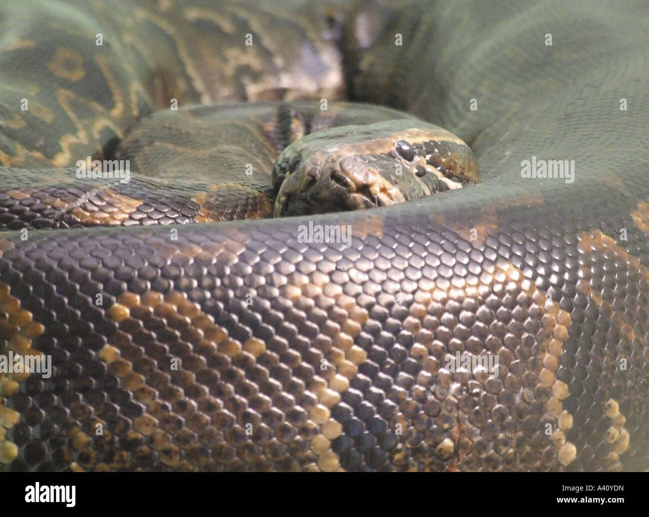 African rock python hi-res stock photography and images - Alamy
