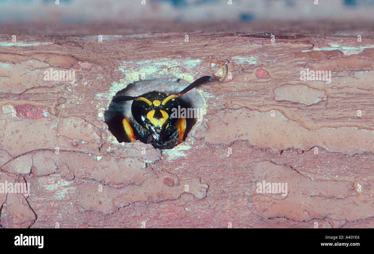 Mason Wasp, Odynerus sp. At nest Stock Photo - Alamy